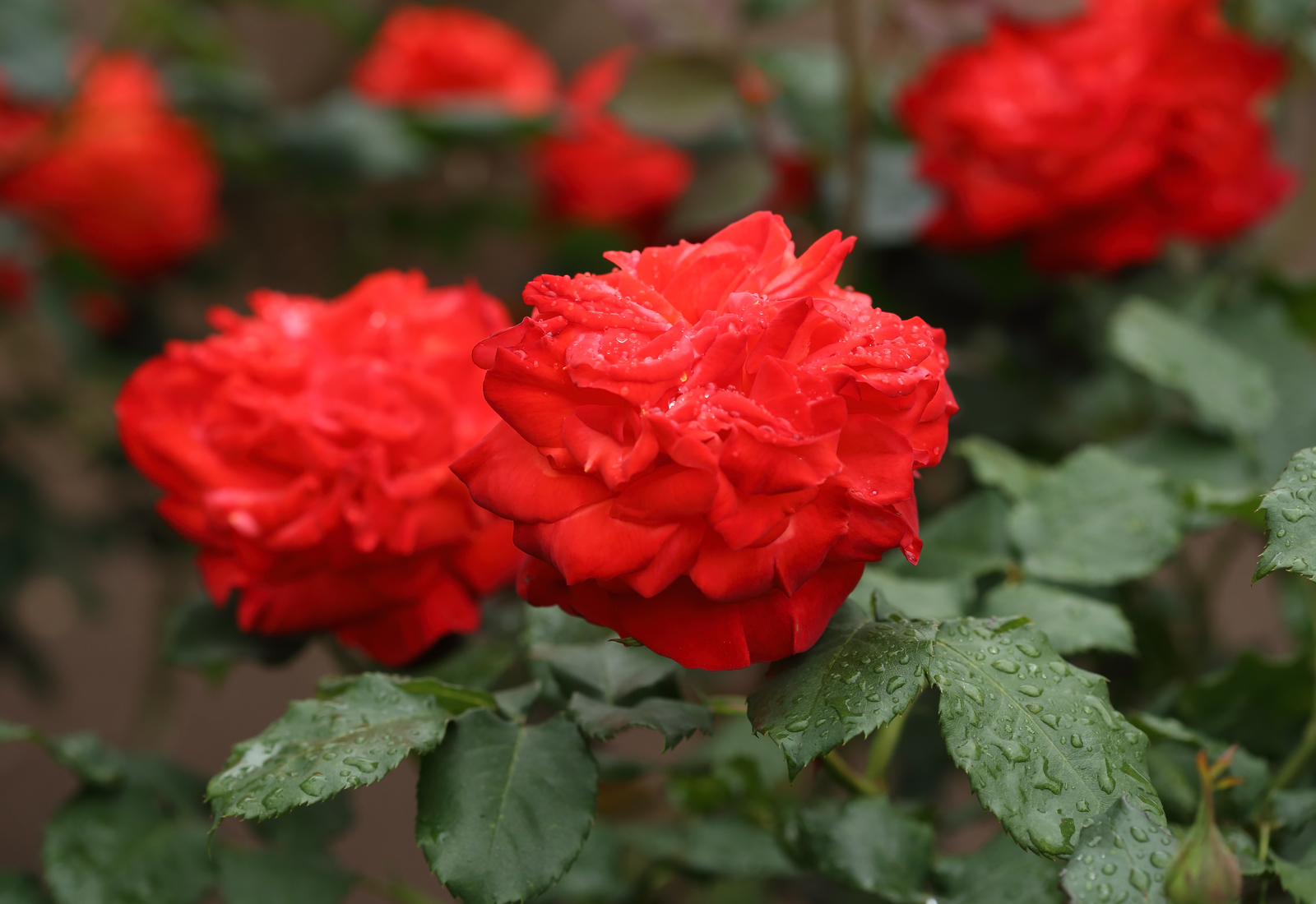 Rozen kweken op je balkon: tips voor rozen in potten - BluePrince